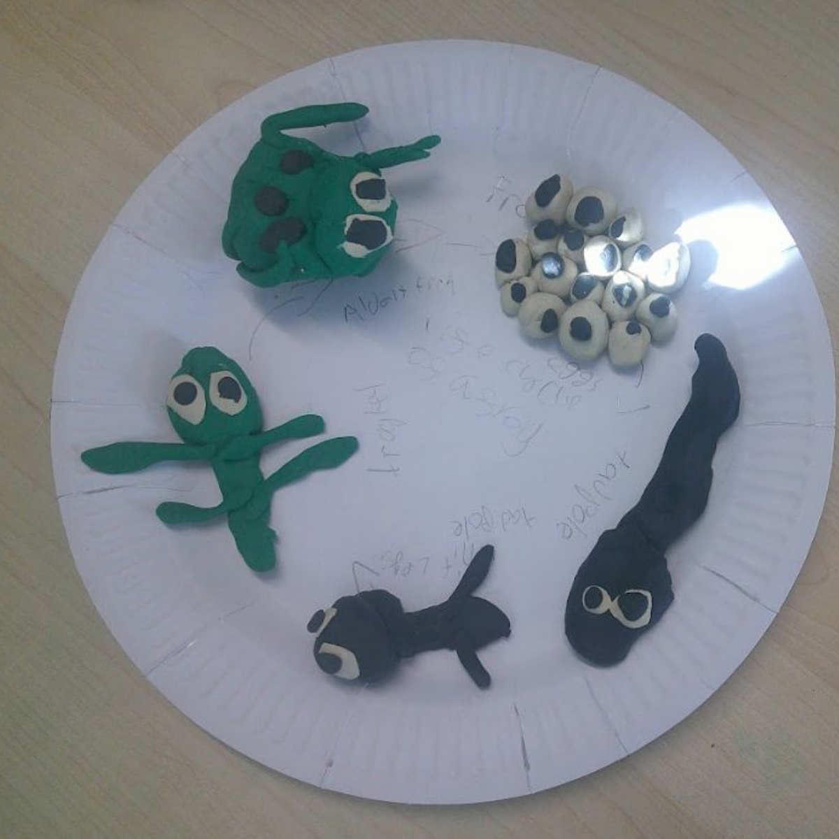 Beaver Green Primary School - Frog Life Cycles